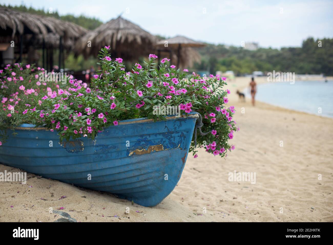 Kleines altes blaues Boot voller Blumen am Strand Stockfotografie - Alamy