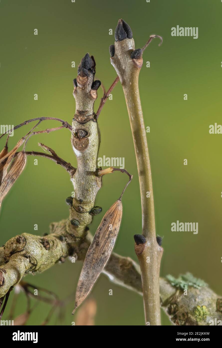 Ash Fraxinus Excelsior Bark Stockfotos und -bilder Kaufen - Alamy