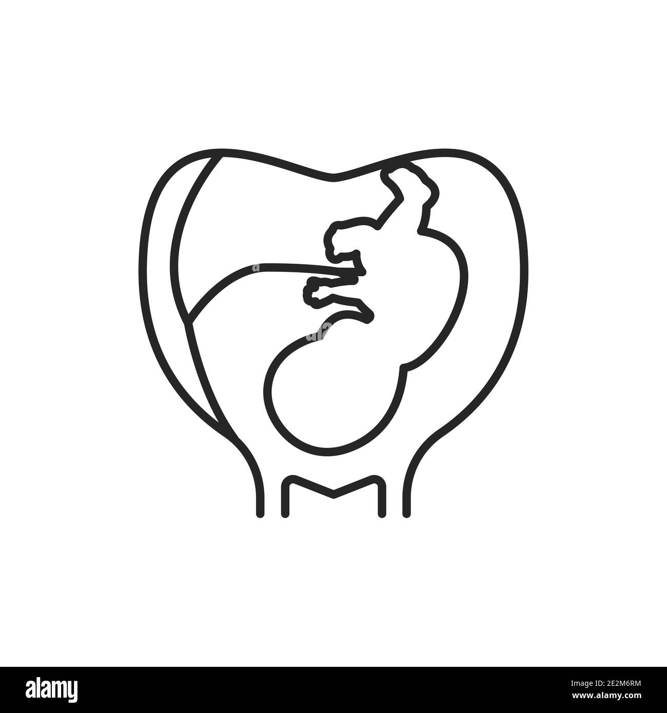 Umbilical system Stock-Vektorgrafiken kaufen - Alamy