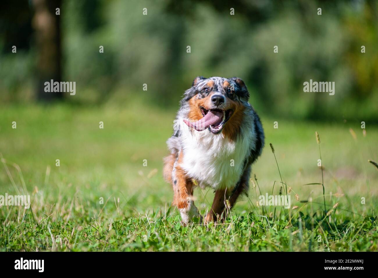 Merle tricolor -Fotos und -Bildmaterial in hoher Auflösung – Alamy