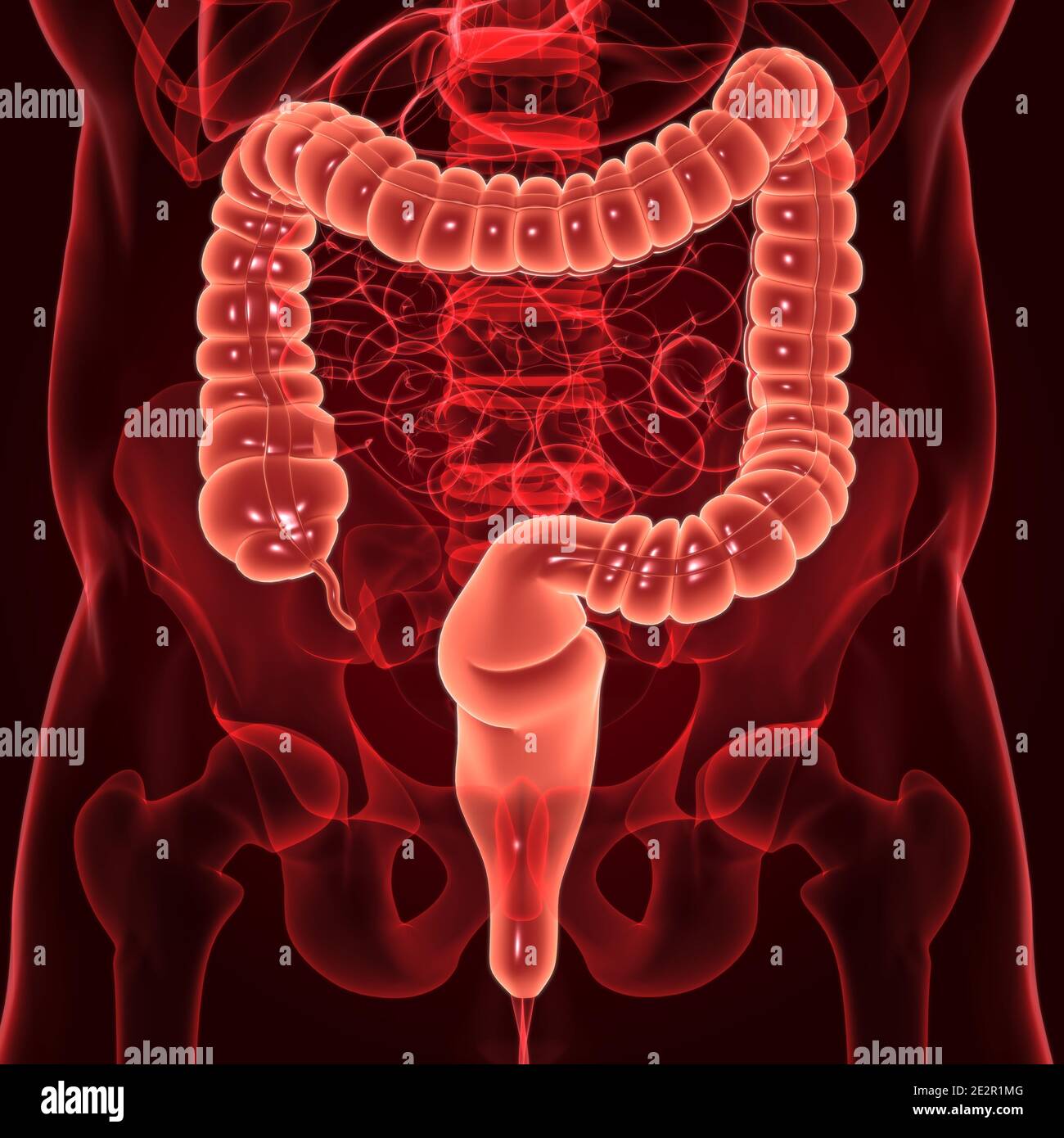 Dickdarm 3D Illustration Human Digestive System Anatomie für ...