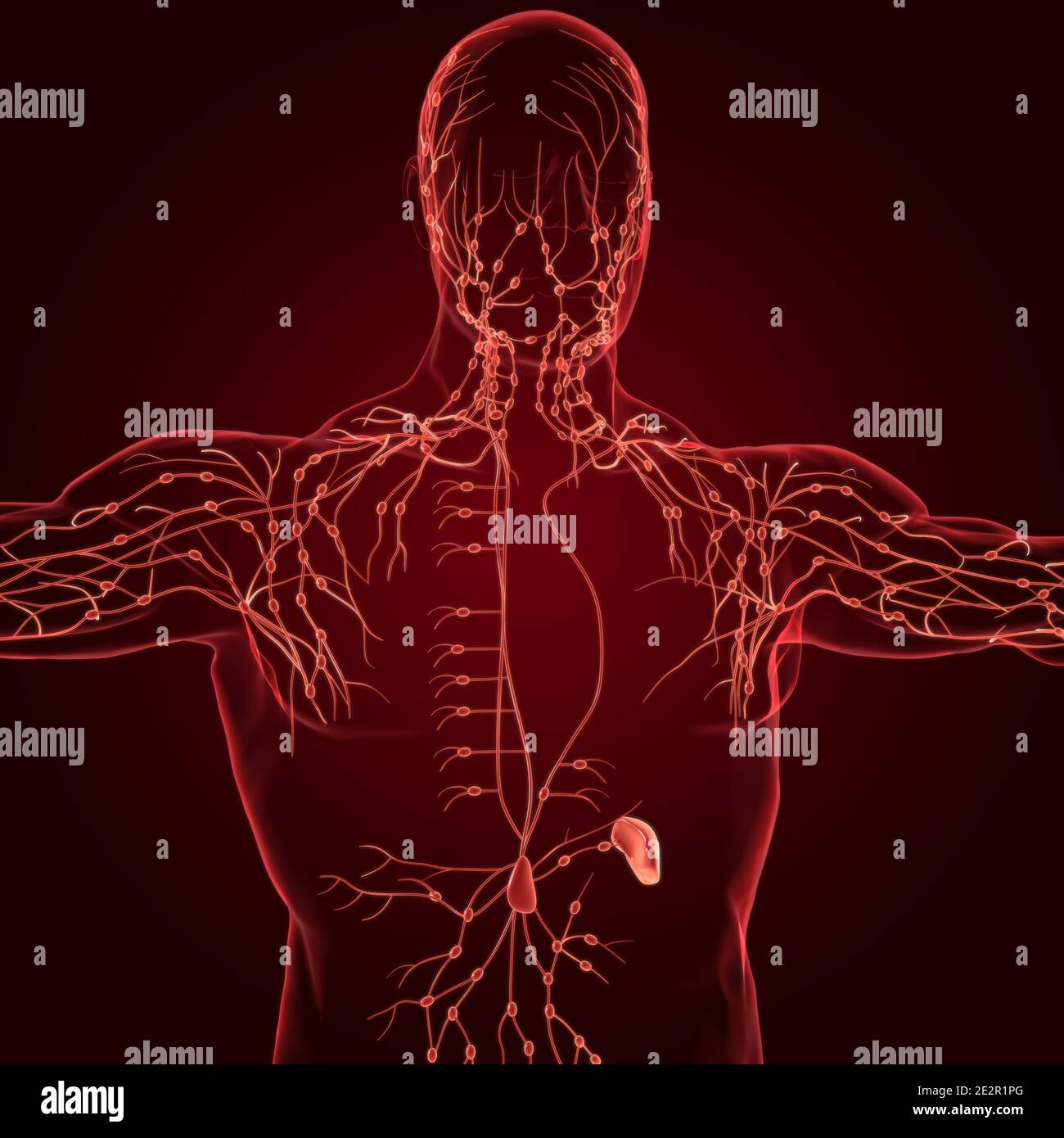 Menschliche Lymphknoten Anatomie für medizinisches Konzept 3D ...