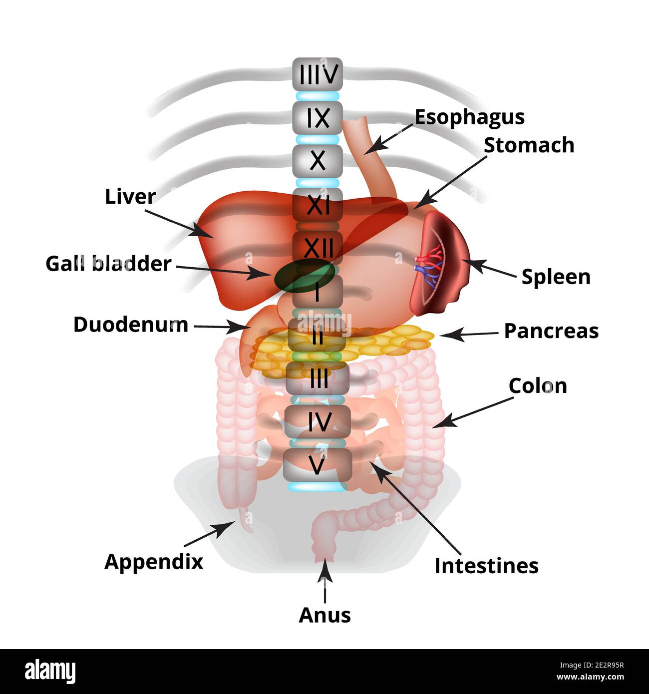 Anatomische Struktur der Bauchorgane. Milz, Leber, Gallenblase, Magen ...
