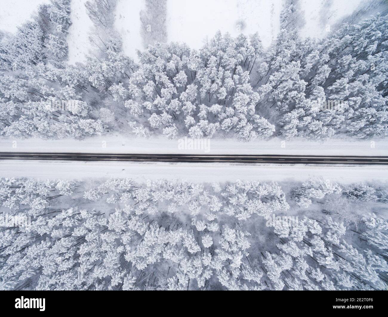 Winter Nadelwald mit einer schwarzen Asphaltstraße. Naturfotografie ...