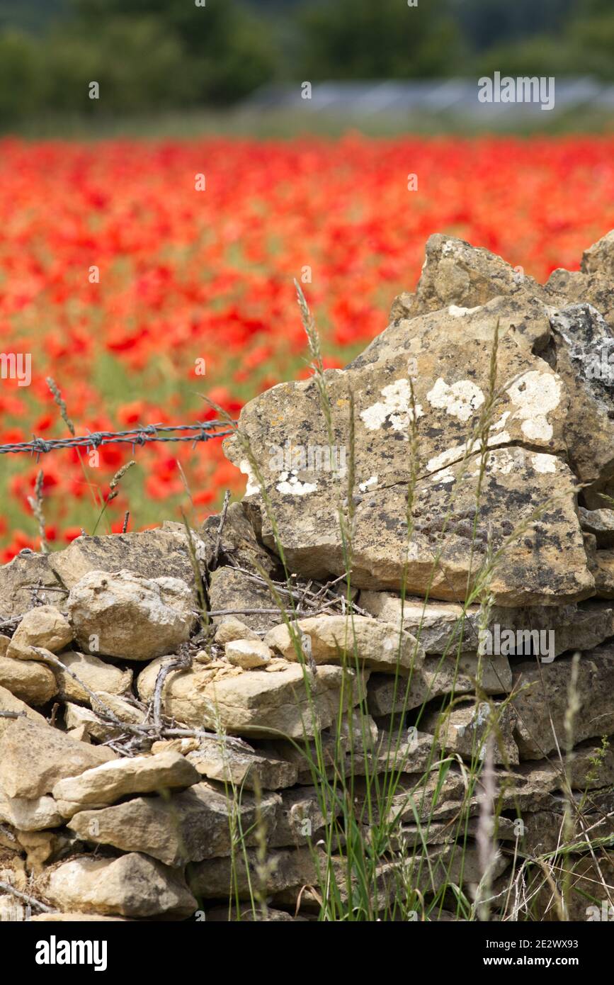 Mohn anzeigen -Fotos und -Bildmaterial in hoher Auflösung – Alamy