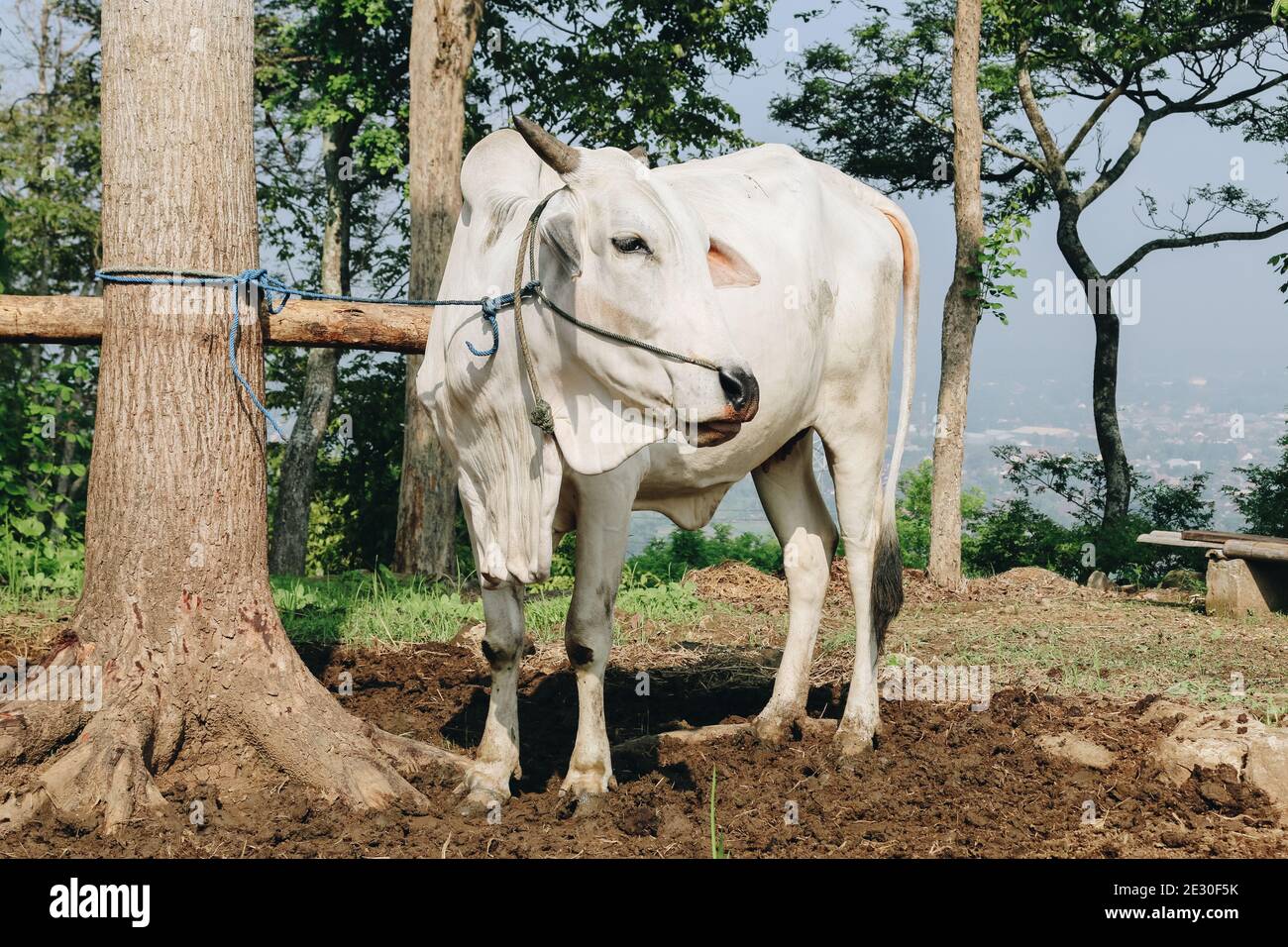 Simmentaler Fleckvieh Cow Bos Taurus Stockfotos und -bilder Kaufen - Alamy