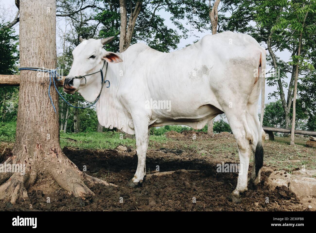 Simmentaler Fleckvieh Cow Bos Taurus Stockfotos und -bilder Kaufen - Alamy