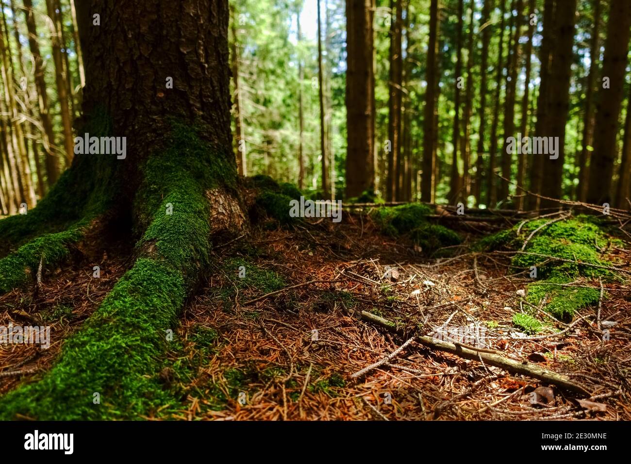Pilze an baumwurzeln -Fotos und -Bildmaterial in hoher Auflösung – Alamy