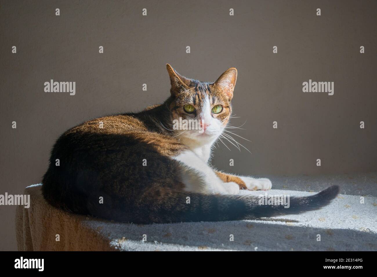 Gato adulto -Fotos und -Bildmaterial in hoher Auflösung – Alamy
