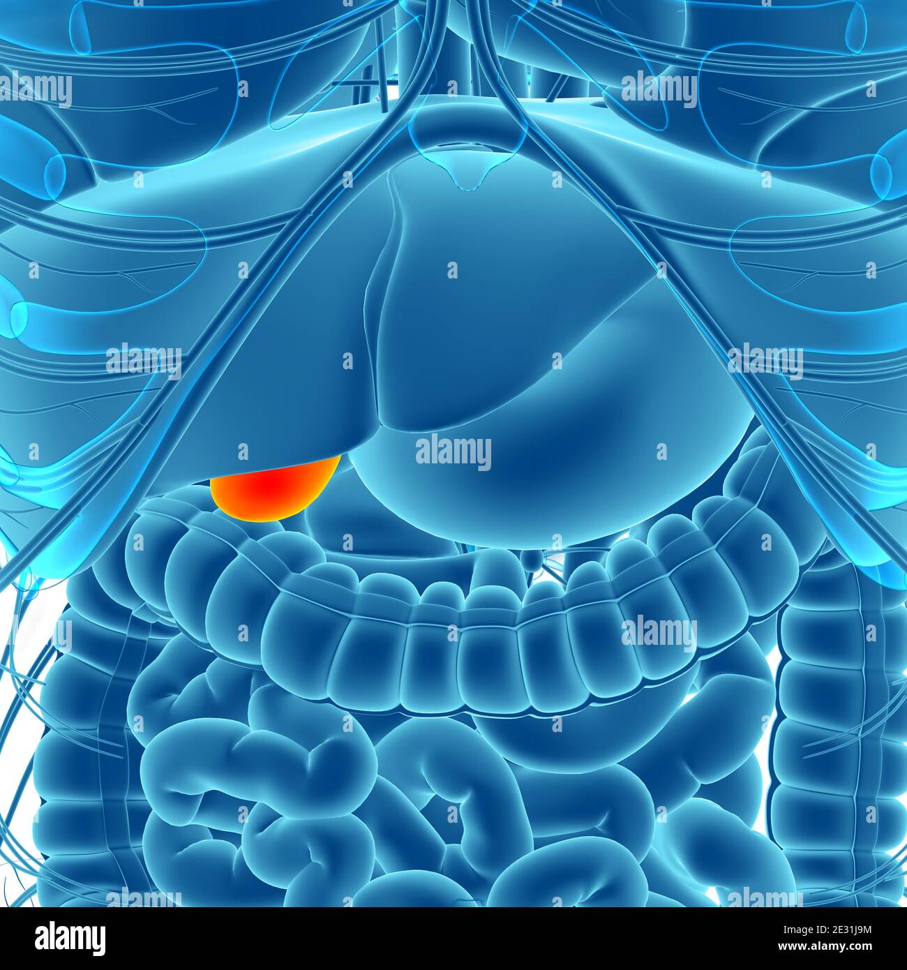 Gallenblase Human Digestive System Anatomie für medizinisches Konzept ...