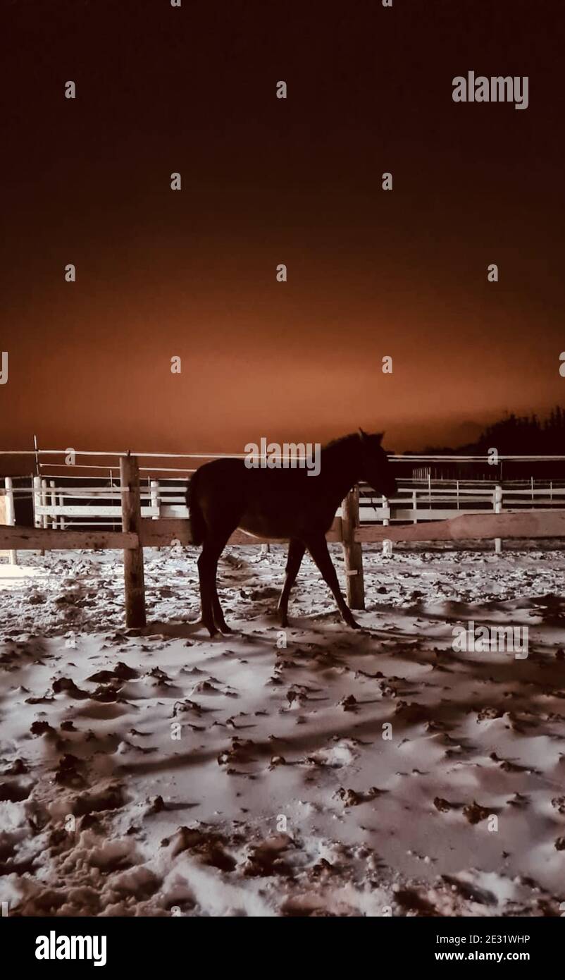 Stall im winter mit schnee und wald -Fotos und -Bildmaterial in hoher ...