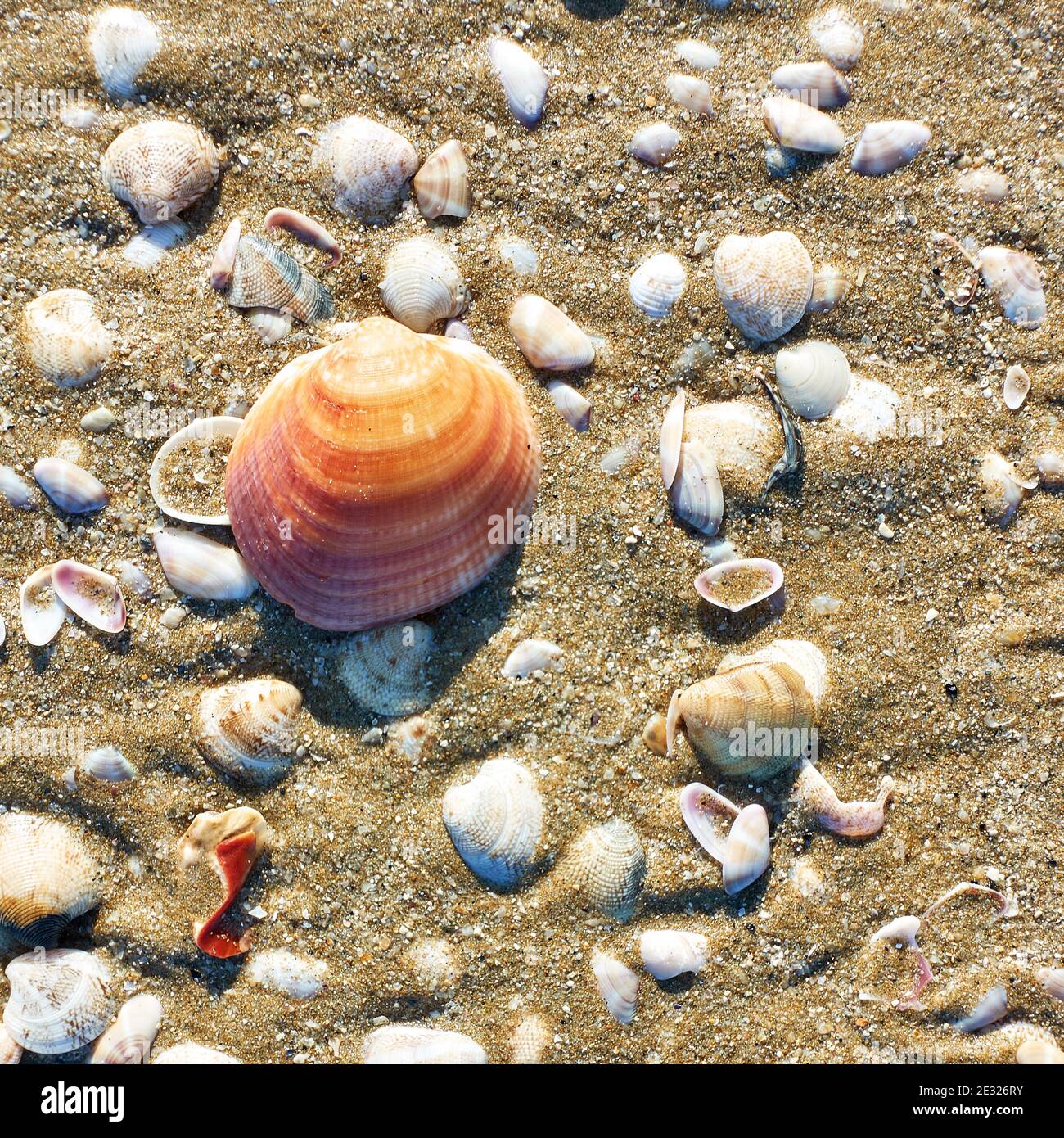 Muscheln am sandstrand -Fotos und -Bildmaterial in hoher Auflösung – Alamy