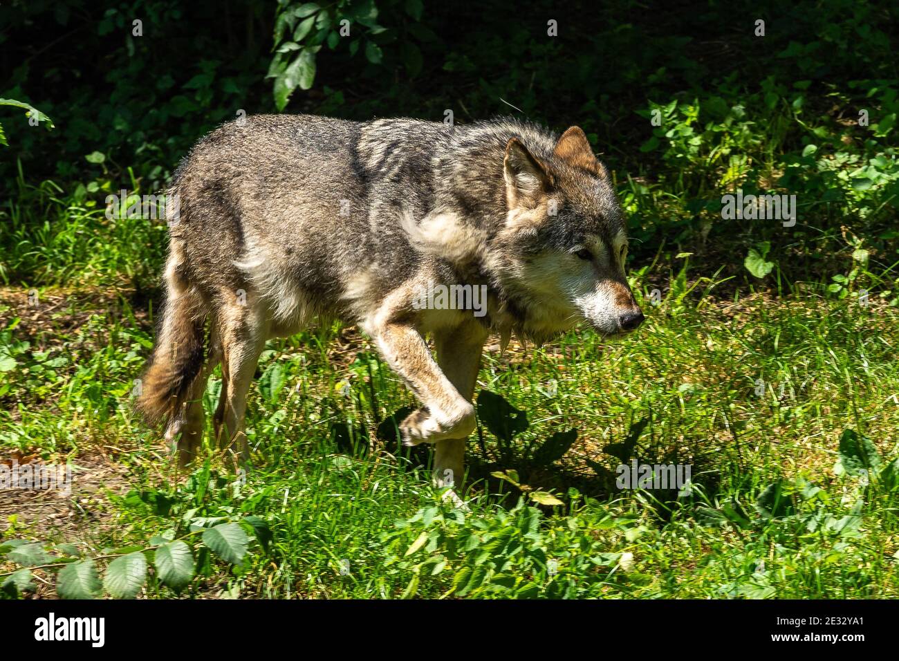Der Wolf, Canis lupus, auch bekannt als der graue Wolf oder Timber Wolf ...
