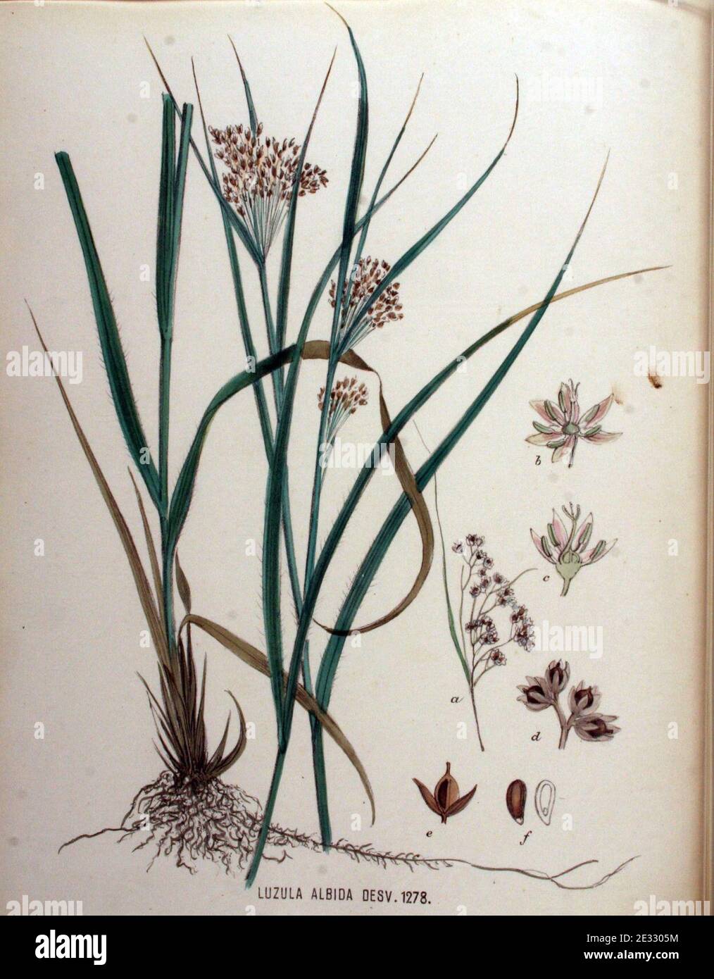 Albida baum -Fotos und -Bildmaterial in hoher Auflösung – Alamy