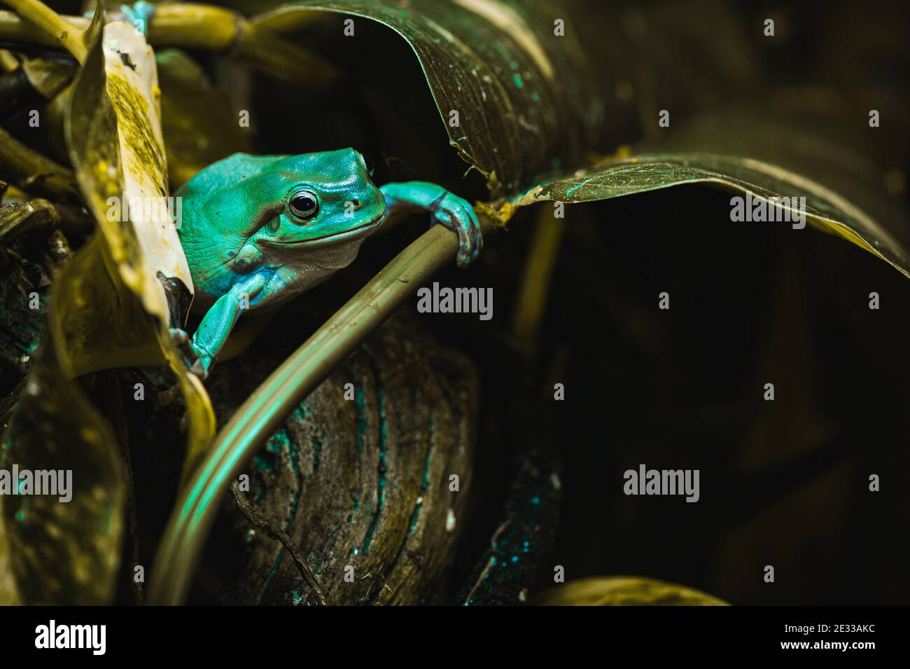 Exotische tiere -Fotos und -Bildmaterial in hoher Auflösung – Alamy