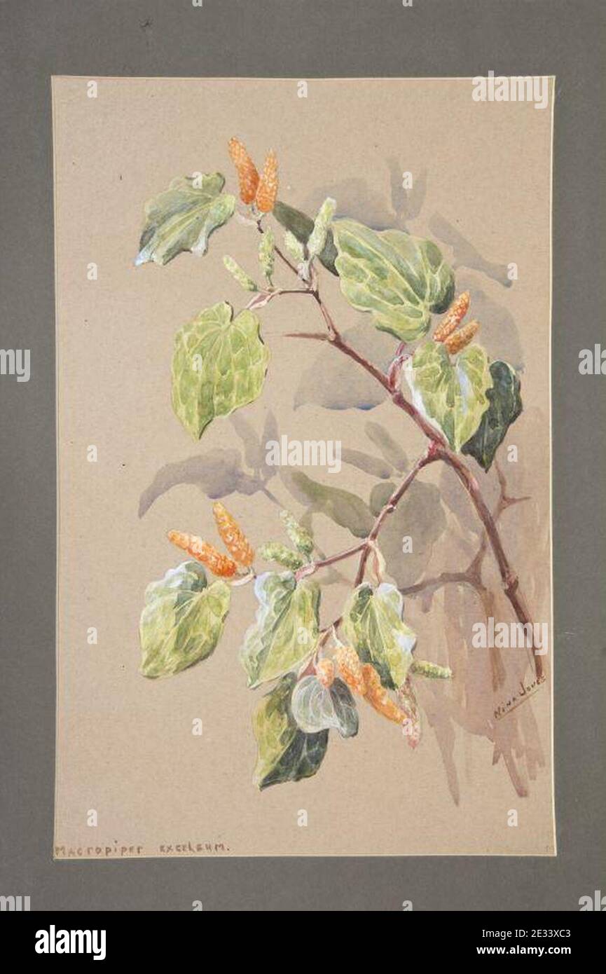 Macropiper excelsum -Fotos und -Bildmaterial in hoher Auflösung – Alamy