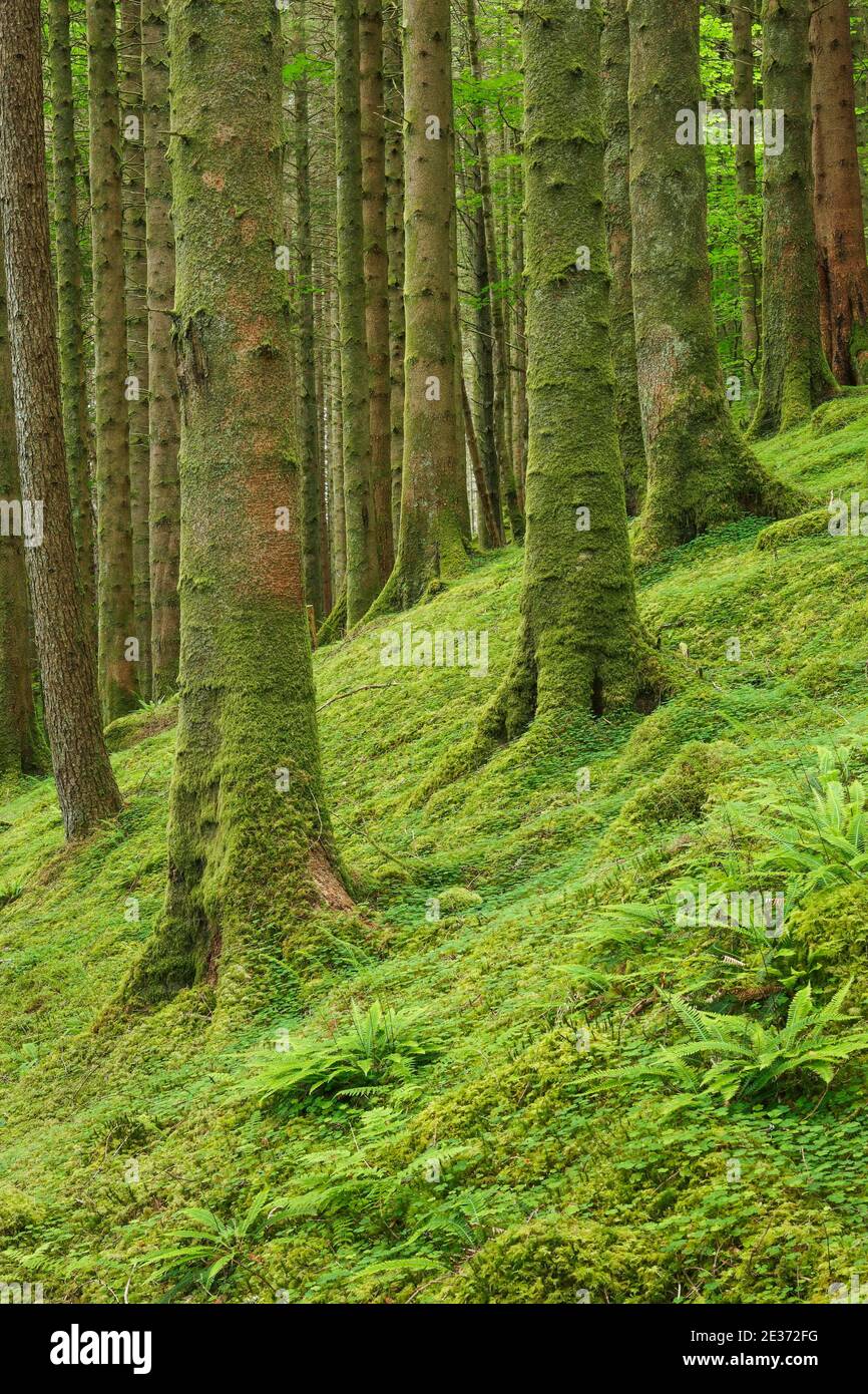 Fichten tannenwald -Fotos und -Bildmaterial in hoher Auflösung – Alamy