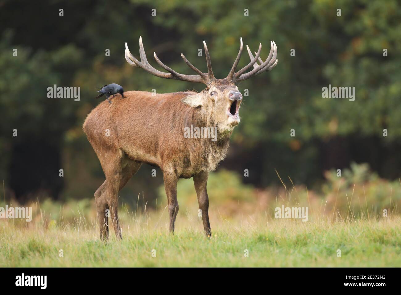 Dole essen -Fotos und -Bildmaterial in hoher Auflösung – Alamy