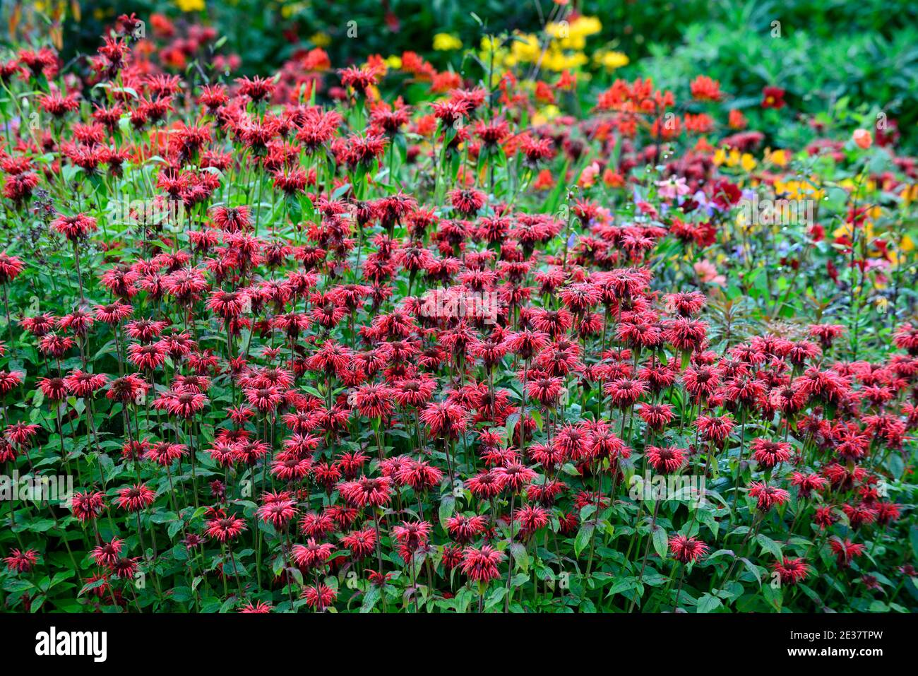 Scharlach Blumen Stockfotos und -bilder Kaufen - Alamy