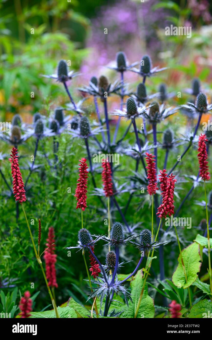 Luxus Blume Rot Bluhend Fotos