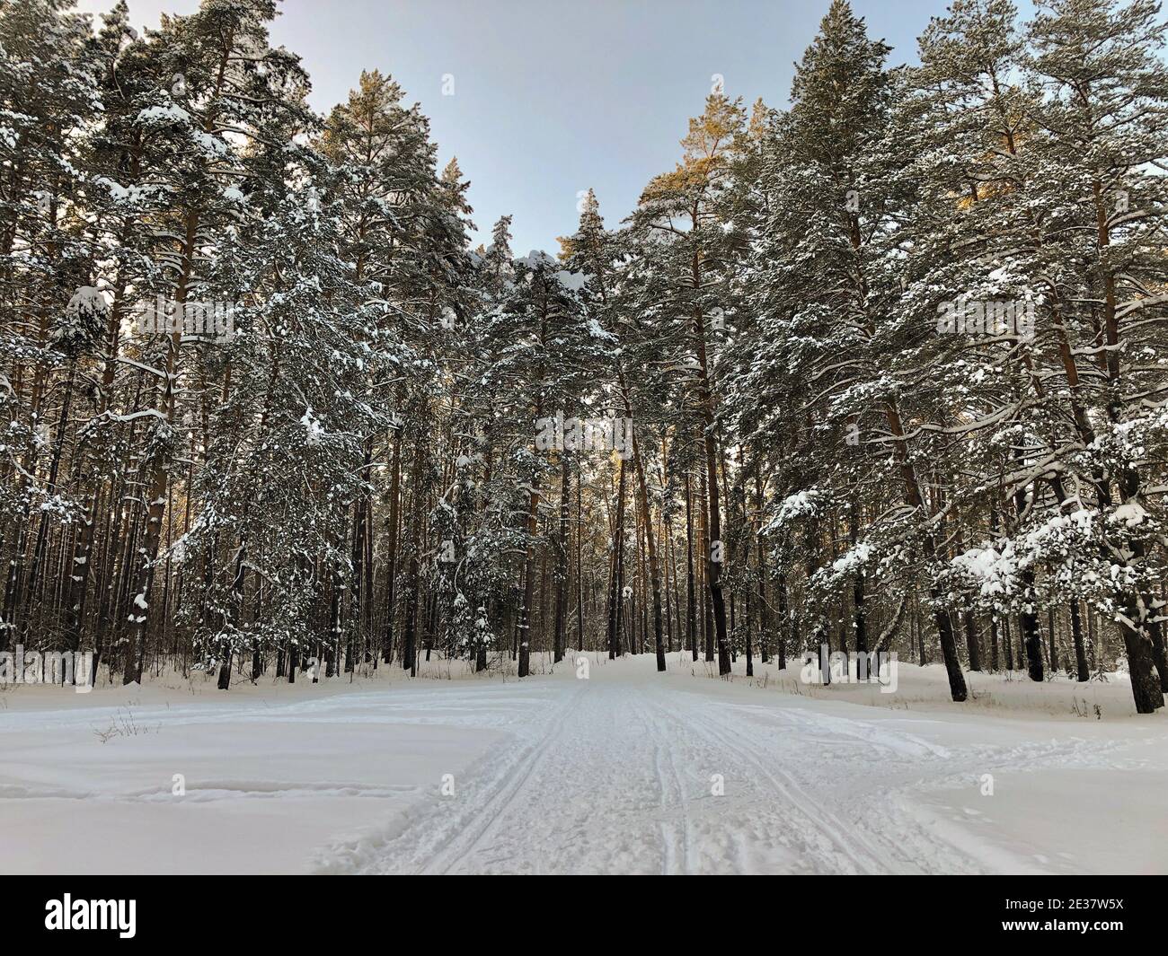Fichten Tannen Wald Stockfotos und -bilder Kaufen - Alamy
