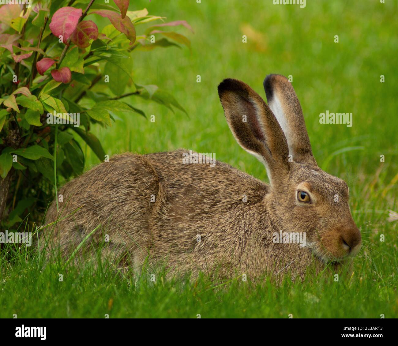 Edmonton jackrabbit -Fotos und -Bildmaterial in hoher Auflösung – Alamy