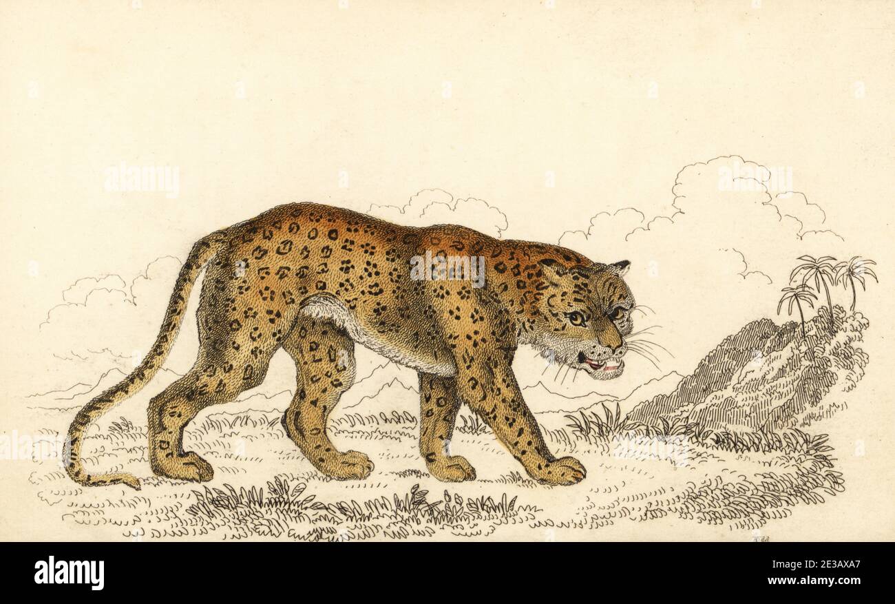 Leopard, Panthera pardus, verwundbar. Felis leopardus. Handkolorierter ...