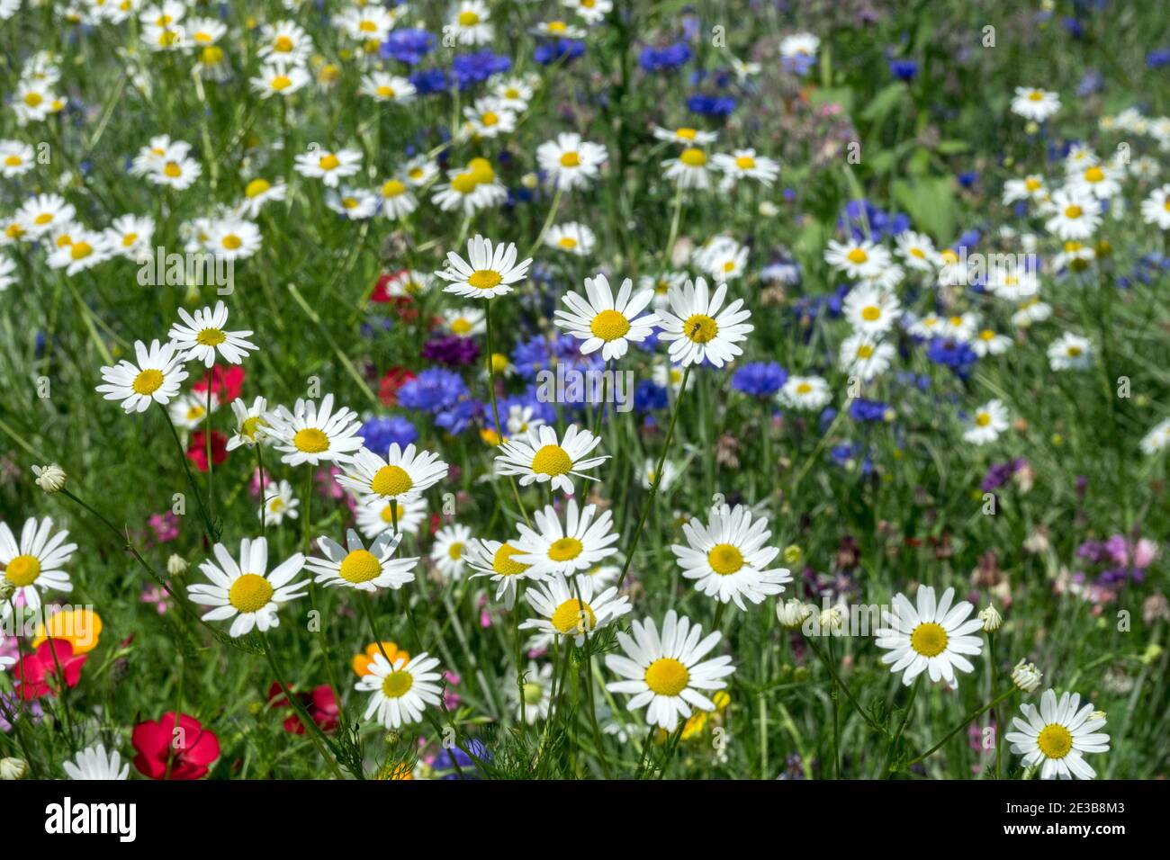 Wilde blume -Fotos und -Bildmaterial in hoher Auflösung – Alamy