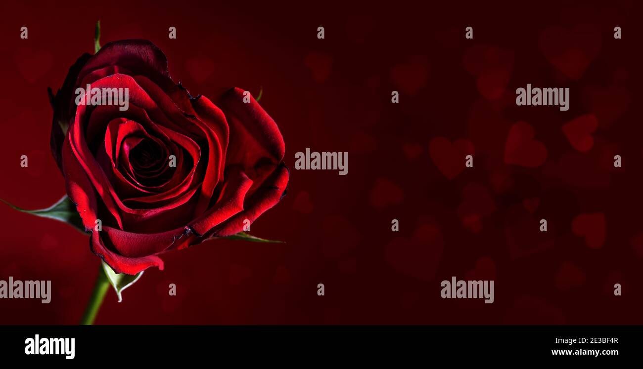 Blumenherz rote rose -Fotos und -Bildmaterial in hoher Auflösung – Alamy
