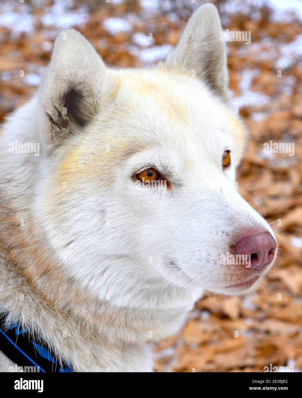 Brown husky -Fotos und -Bildmaterial in hoher Auflösung – Alamy