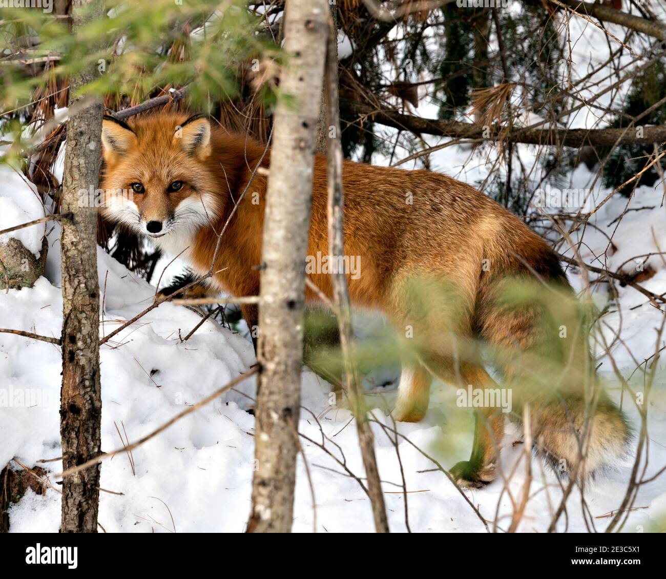 Rotfuchs Blick auf Kamera in der Wintersaison in seinem Lebensraum mit ...