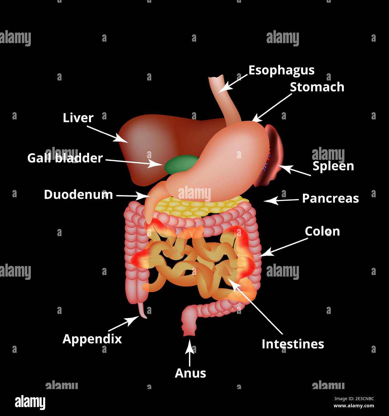 Anatomische Struktur der Bauchorgane. Milz, Leber, Gallenblase, Magen ...