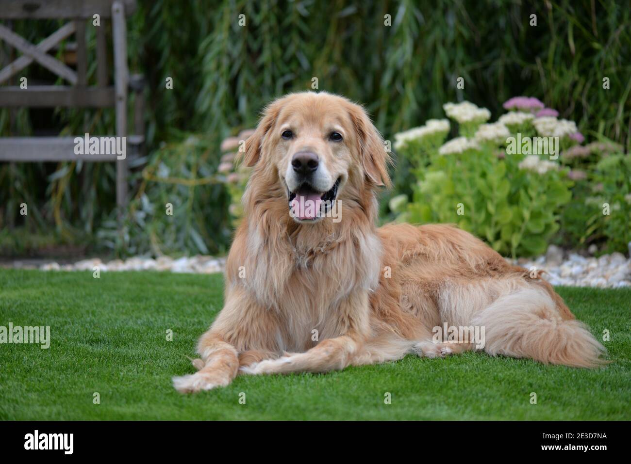Weiser alter hund -Fotos und -Bildmaterial in hoher Auflösung – Alamy