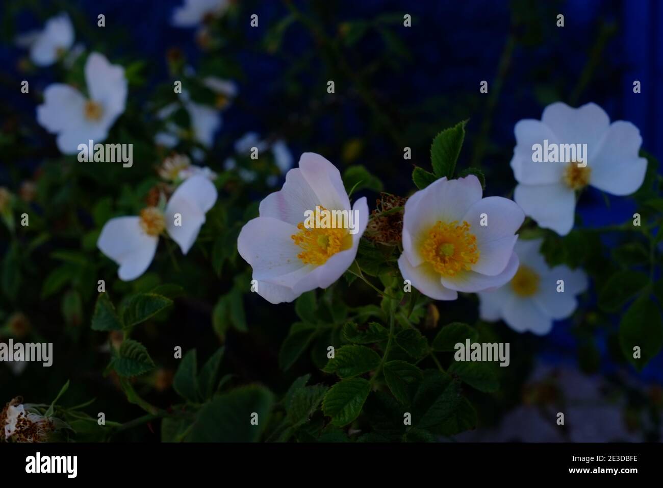 Kir cicegi -Fotos und -Bildmaterial in hoher Auflösung – Alamy