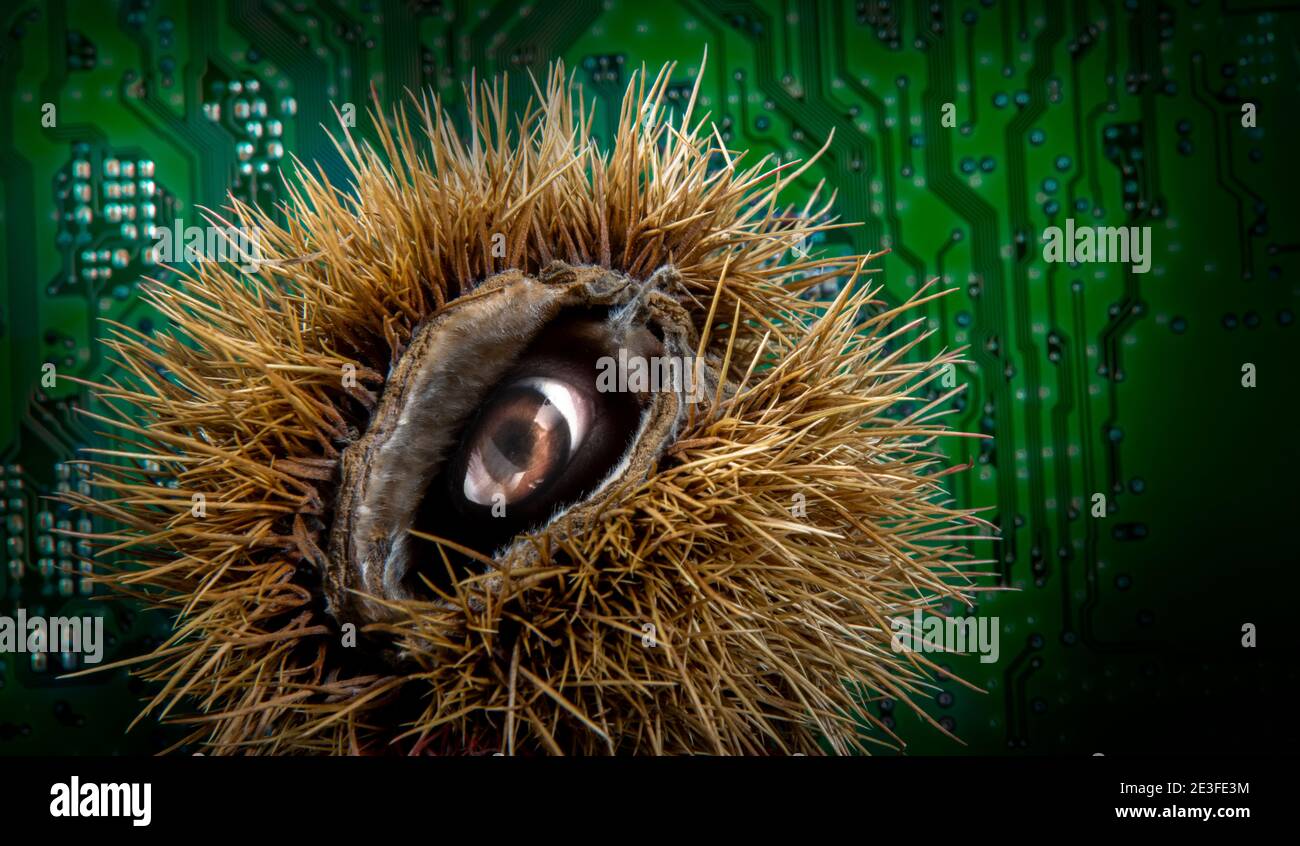 Tierauge in wrap -Fotos und -Bildmaterial in hoher Auflösung – Alamy