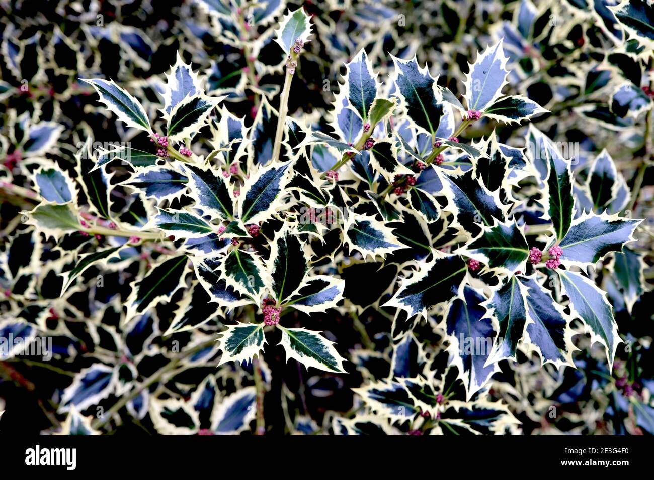 Stechpalmenbusch elegantissima -Fotos und -Bildmaterial in hoher ...