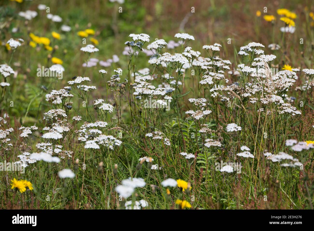Schafgarbe, gewerbliche Schafgarbe, Wiesen-Schafgarbe, Schafgabe, Achillea millefolium ...