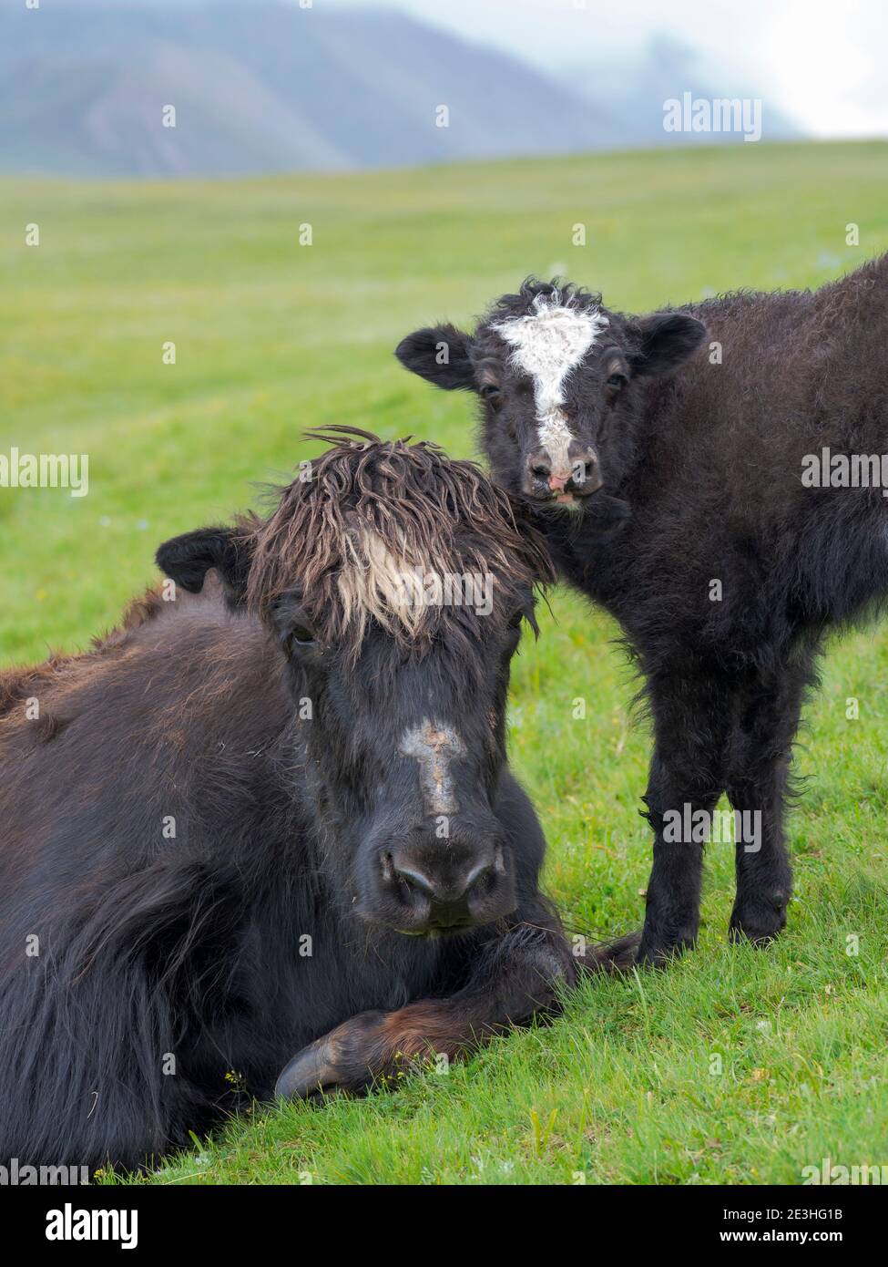 Heimische Yak ( Jak, Bos mutus ) auf ihrer Sommerweide. ALAJ Tal im ...