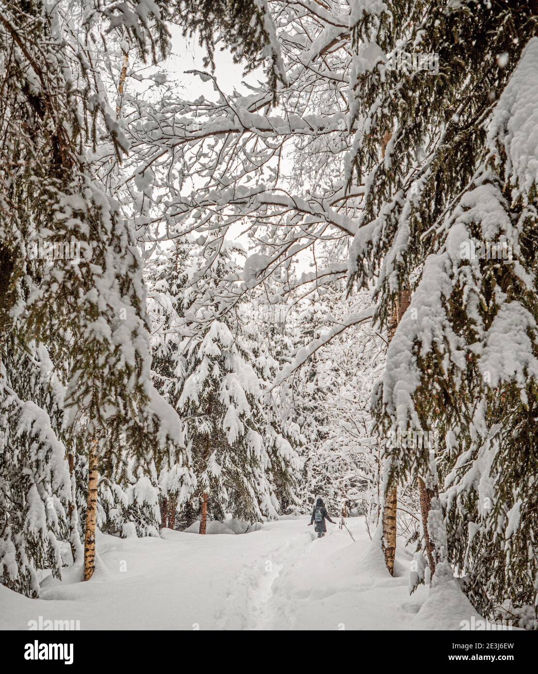 Schnee beladene tannen -Fotos und -Bildmaterial in hoher Auflösung – Alamy