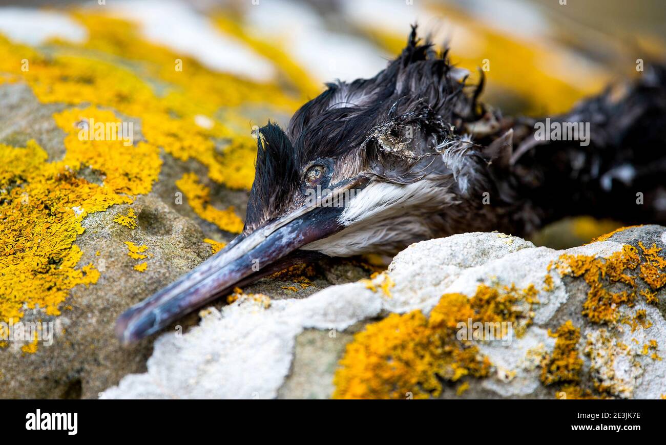 Verwesender kadaver -Fotos und -Bildmaterial in hoher Auflösung – Alamy