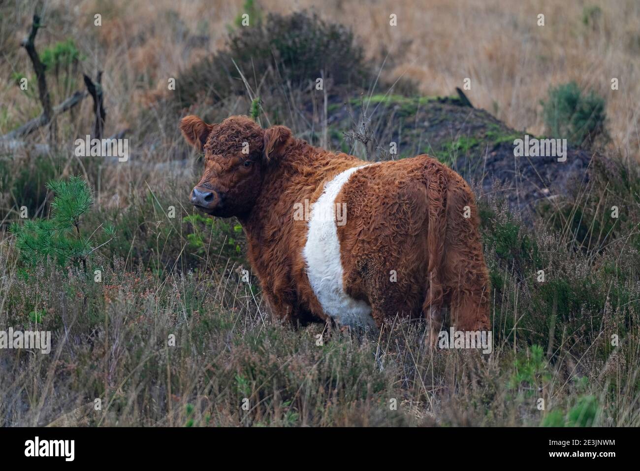 Bos management -Fotos und -Bildmaterial in hoher Auflösung – Alamy