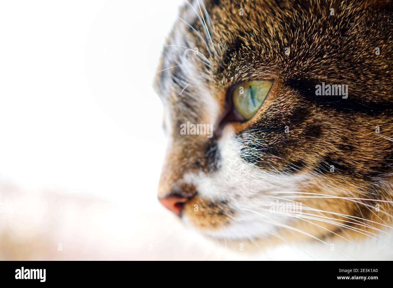 Katze mit markierungen -Fotos und -Bildmaterial in hoher Auflösung – Alamy