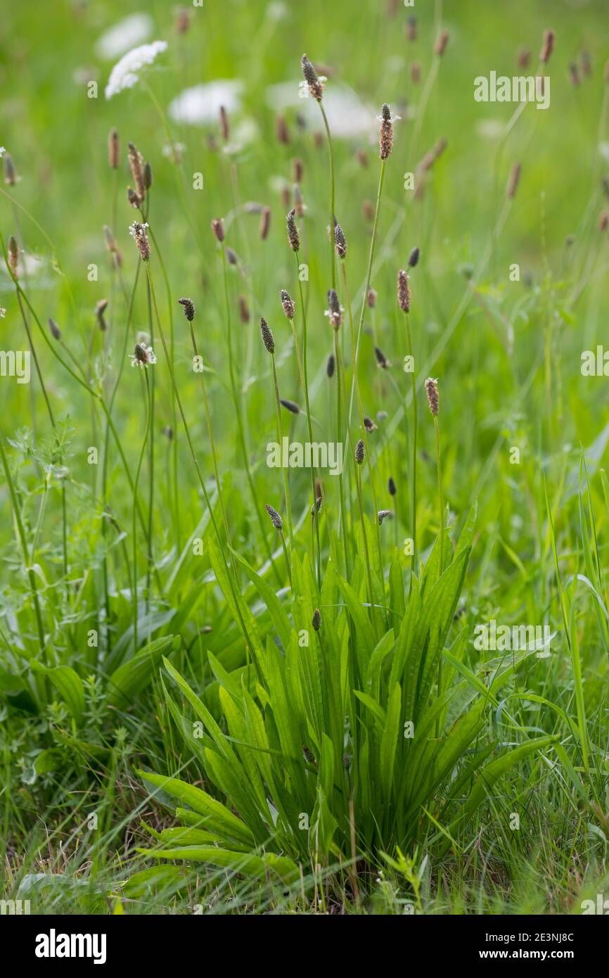 Spitzwegerich, Spitzwegerich, Wegerich, Blüten, Blütenstand, blühend ...