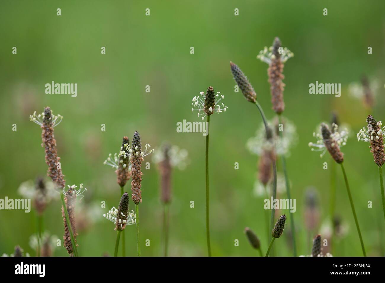 Plantago Lanceolata Blume Stockfotos und -bilder Kaufen - Alamy