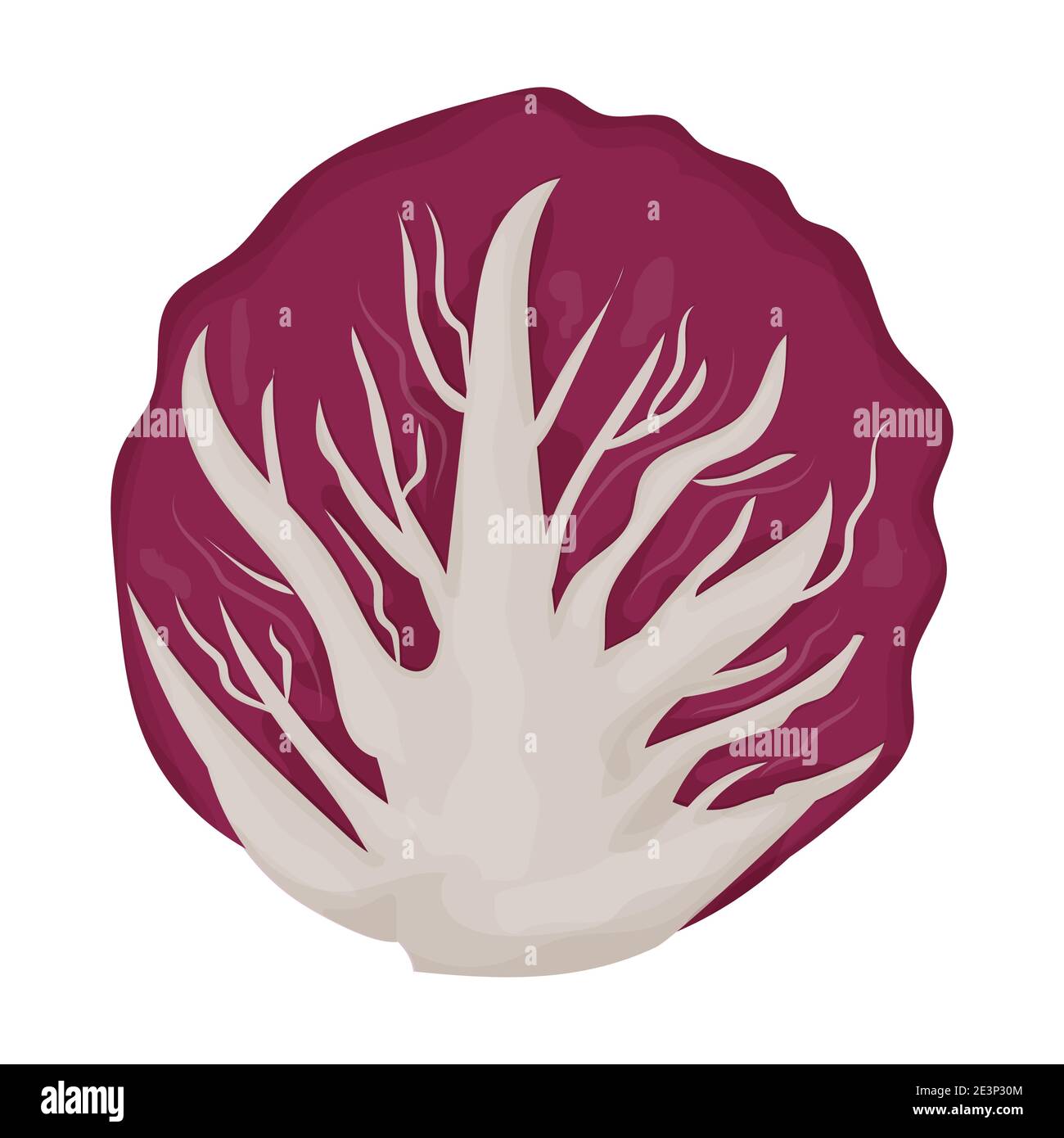 Salat rotkohl Stock-Vektorgrafiken kaufen - Alamy