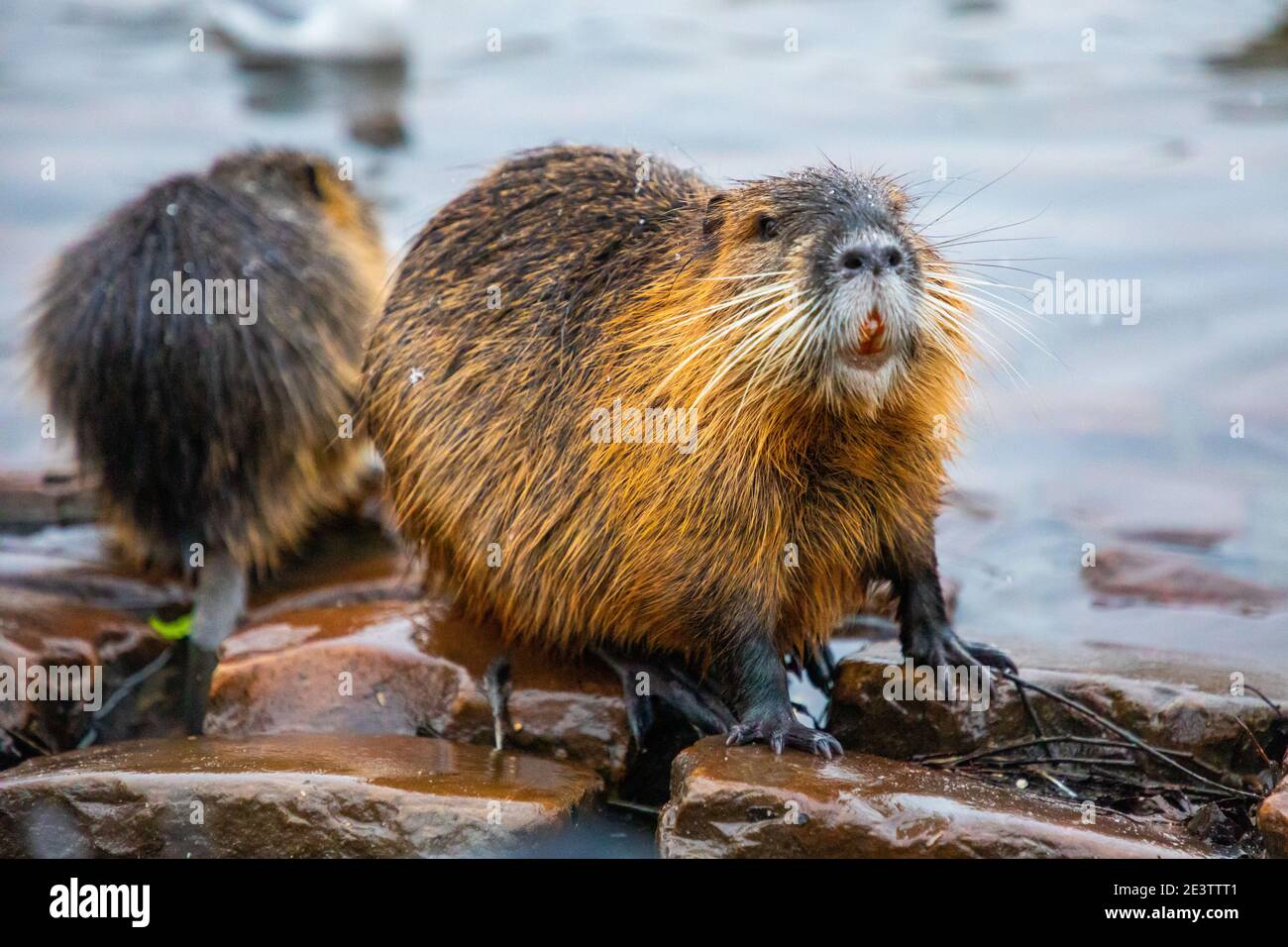 Biber Fell Stockfotos und -bilder Kaufen - Alamy