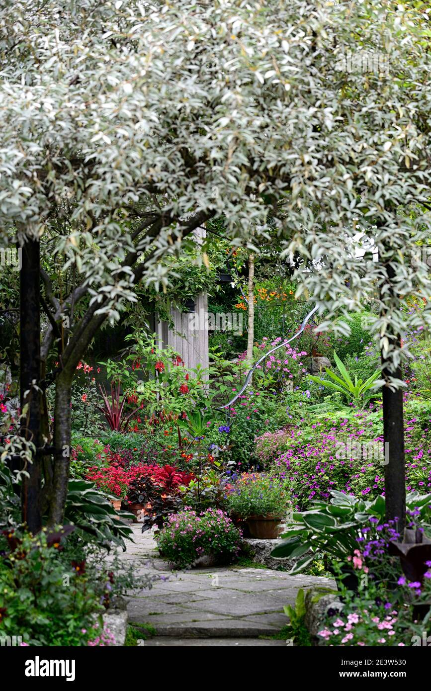 Pyrus salicifolia 'pendula' -Fotos und -Bildmaterial in hoher Auflösung ...