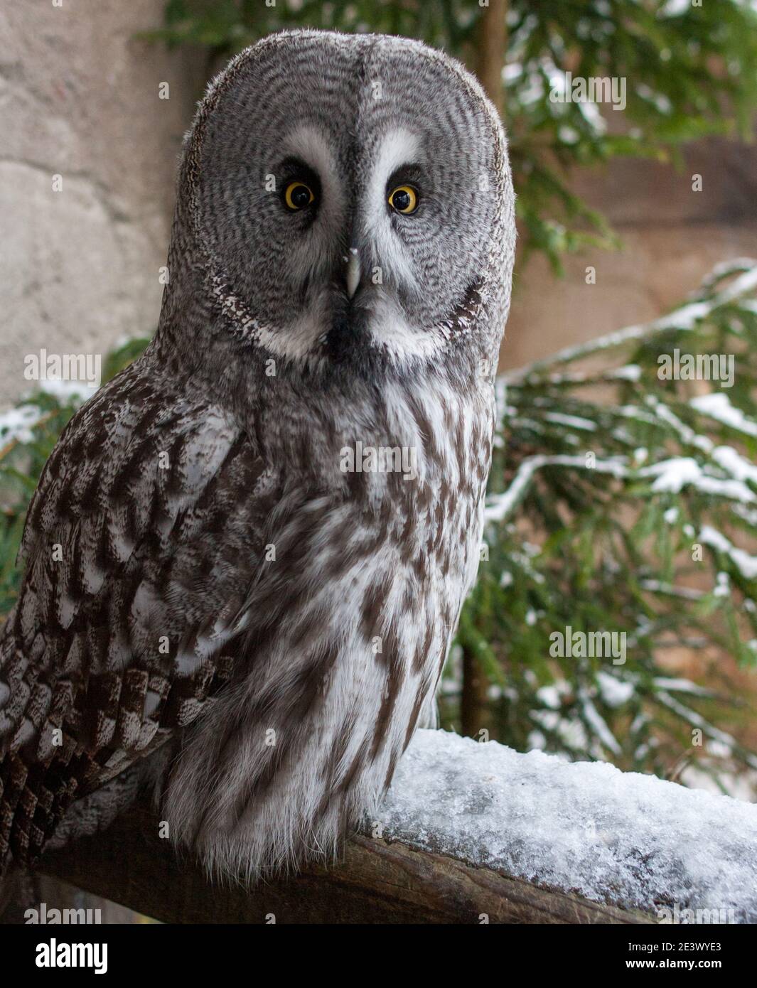 Eule Eule Raupe Eulen Eule Eule Stockfotos und -bilder Kaufen - Alamy