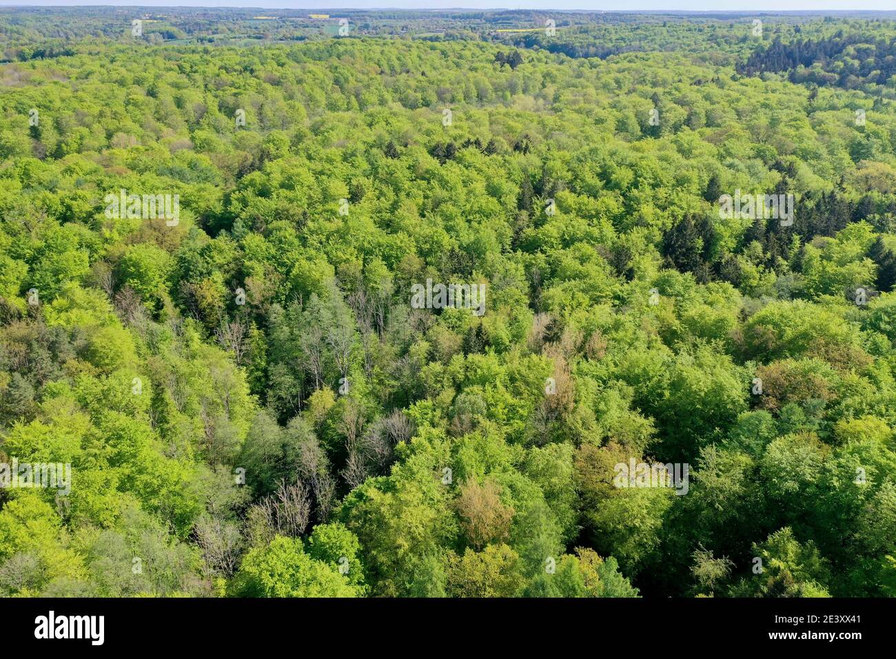 Wald von oben, Luftaufnahme, Laubwald, Mischwald, wood, Forest ...