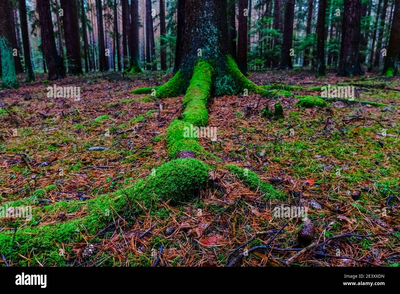 Moos in der belastung -Fotos und -Bildmaterial in hoher Auflösung – Alamy